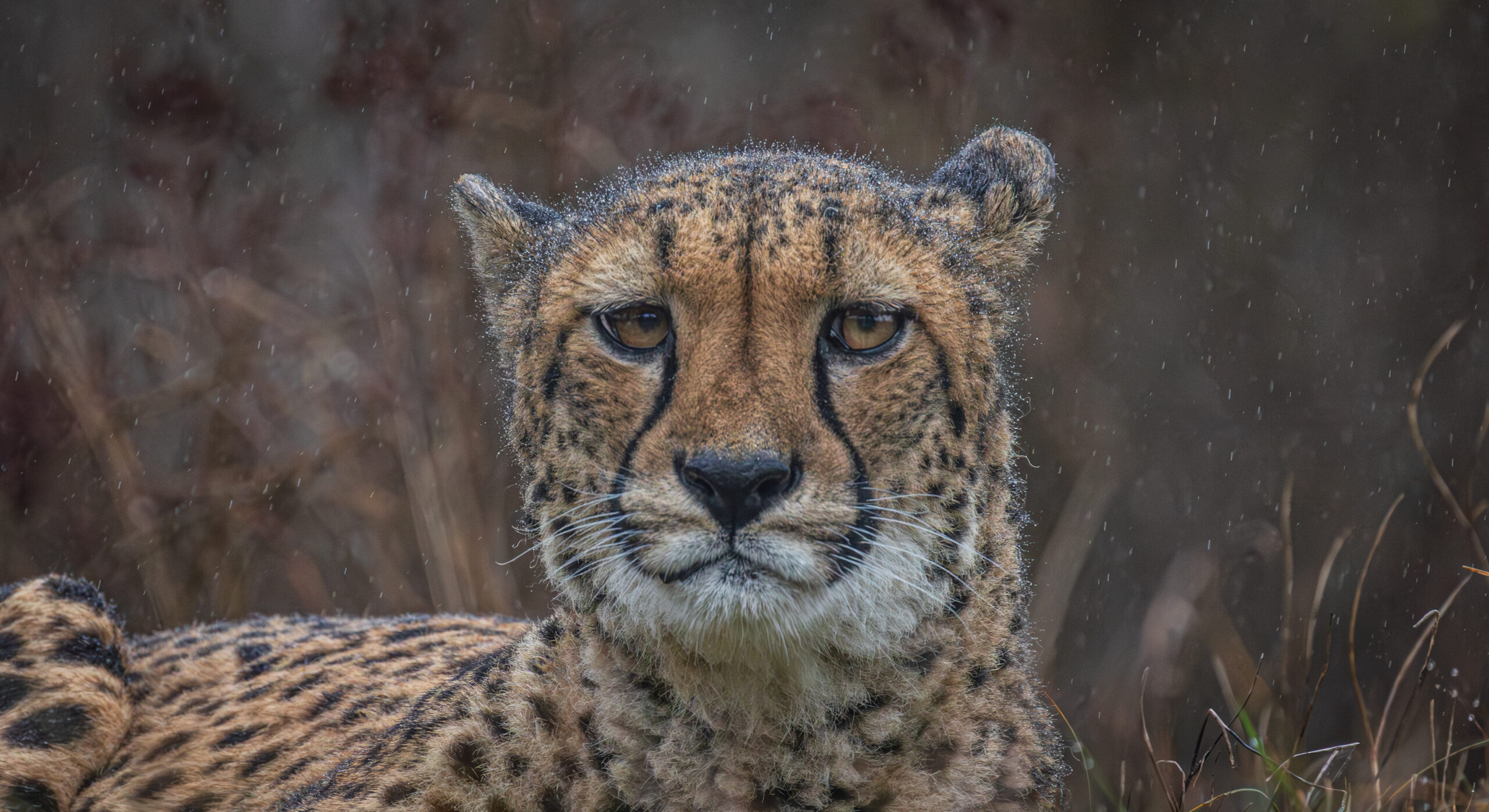 Nieuwe cheeta's geboren in Beekse Bergen. Wat betekent dit voor de ...